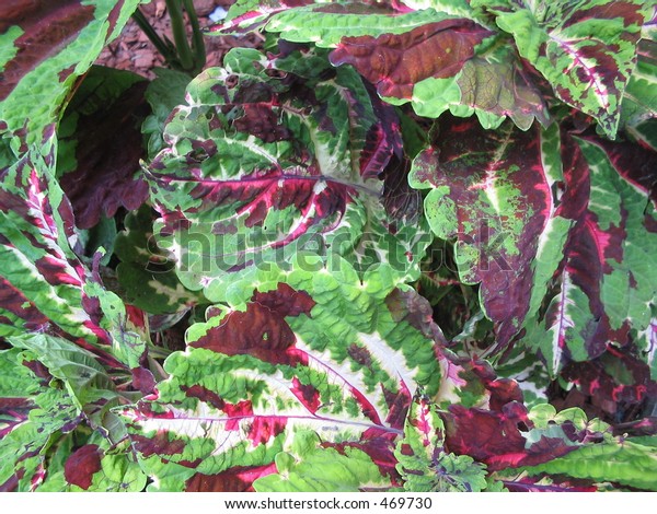 Multi Colored Leafy Plant Stock Photo 469730 | Shutterstock