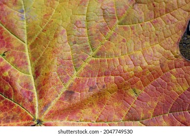 Multi Colored Maple Leaf Stock Photo 2047749530 | Shutterstock