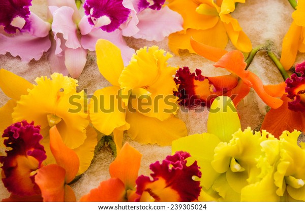 Multi Colored Orchid Pattern Background Stock Photo 239305024 ...
