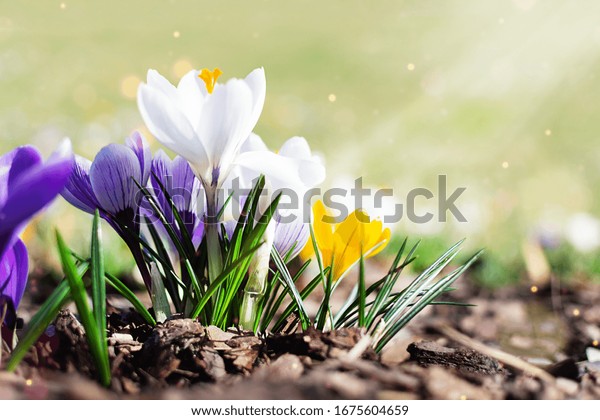 Multi Colored Spring Crocuses Early Morning Stock Photo (Edit Now ...