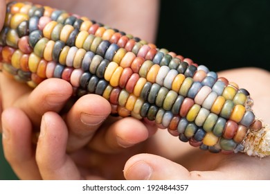 1,278 Aztec corn Images, Stock Photos & Vectors | Shutterstock