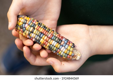 1,278 Aztec corn Images, Stock Photos & Vectors | Shutterstock