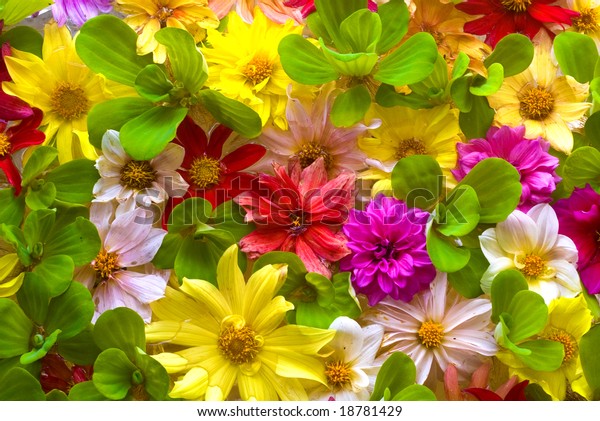 Multicolor Flower Background Stock Photo (Edit Now) 18781429