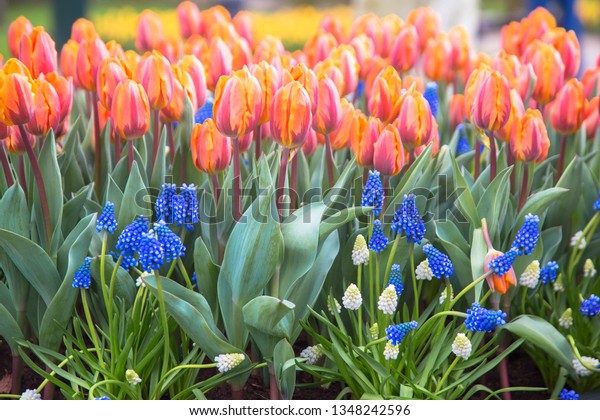 Multicolored Bright Tulips Crocus Spring Flowers Stock Photo 1348242596 ...