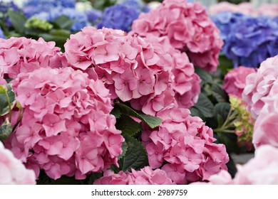 1,503 Multi colored hydrangea flowers Images, Stock Photos & Vectors ...