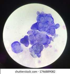 533 Multinucleate Cells Images, Stock Photos & Vectors | Shutterstock