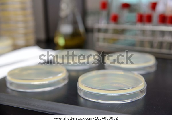 Multiple Agar Plates Stapylococcus Bacteria Cultures Stock Photo ...