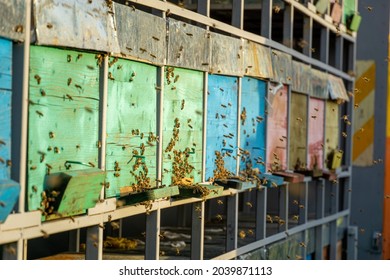 1,126 Multiple Bees Images, Stock Photos & Vectors | Shutterstock