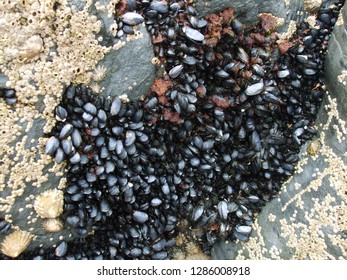 Multiple Muscle Shells Barnacles Attached Tidal Stock Photo 1286008918 ...