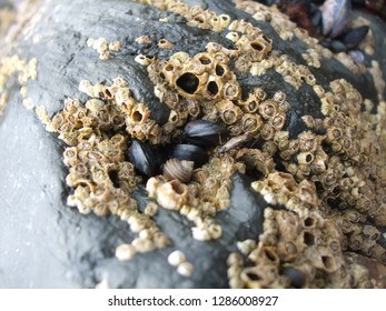 Multiple Muscle Shells Barnacles Attached Tidal Stock Photo (Edit Now ...