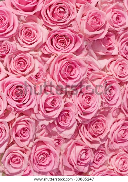 Multiple Pink Roses Stock Photo 33885247 | Shutterstock