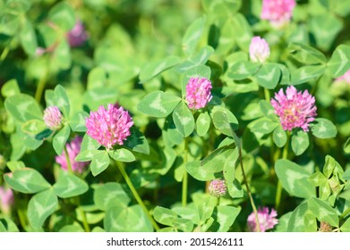 382 Multiple clovers Images, Stock Photos & Vectors | Shutterstock