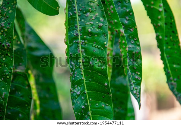 Multiple Spots On Surface Mango Leaf Stock Photo (Edit Now) 1954477111