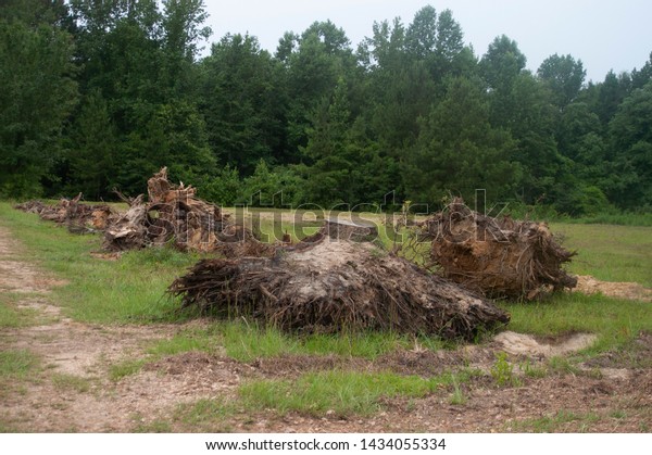 Multiple Tree Stumps Pine Oak Lined Stock Photo 1434055334 | Shutterstock