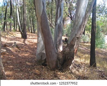Multiple Trunks On Eucalyptus Tree Stock Photo 1252377952 | Shutterstock