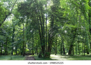 1,772 Multiple Tree Trunks Images, Stock Photos & Vectors | Shutterstock