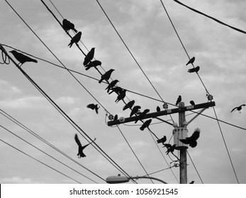 2,660 Crows on wire Images, Stock Photos & Vectors | Shutterstock