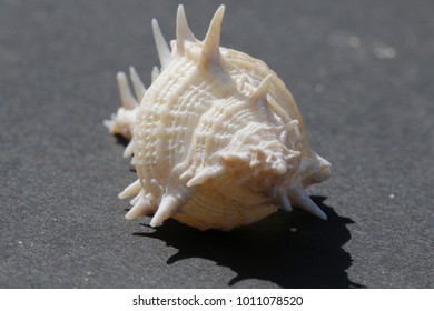Murex Shell Snail Stock Photo 1011078520 | Shutterstock