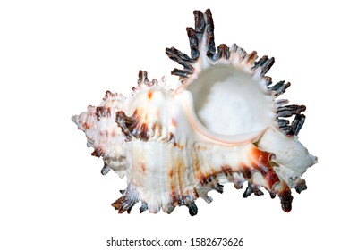 123 imágenes de Spiny murex - Imágenes, fotos y vectores de stock ...