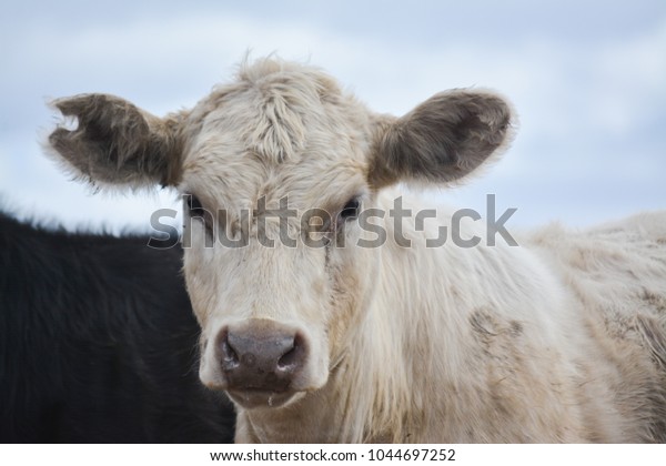 Murray Grey Cattle Stock Photo (Edit Now) 1044697252