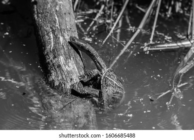 40 Macquarie river turtle Images, Stock Photos & Vectors | Shutterstock