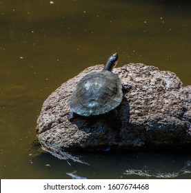 40 Macquarie river turtle Images, Stock Photos & Vectors | Shutterstock