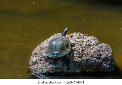 40 Macquarie river turtle Images, Stock Photos & Vectors | Shutterstock