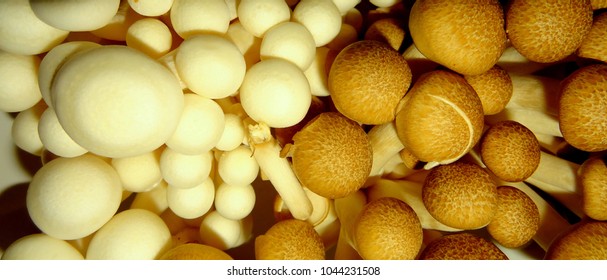 159 Imágenes De Spore Sex Imágenes Fotos Y Vectores De Stock Shutterstock