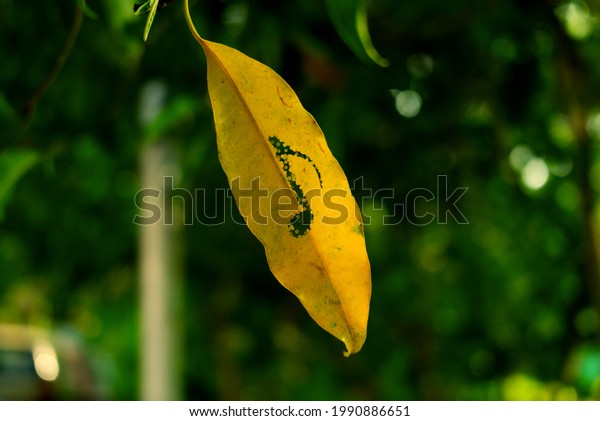 Music Note Leaf Stock Photo 1990886651 | Shutterstock