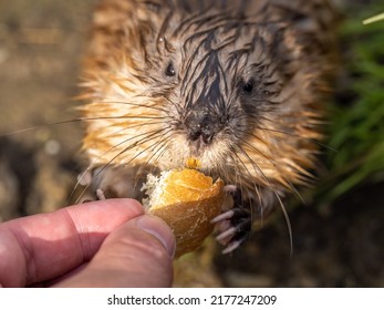 1,641 Muskrat eating Images, Stock Photos & Vectors | Shutterstock