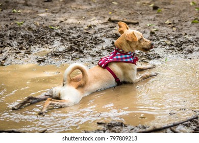 110 Dogs laying in mud Images, Stock Photos & Vectors | Shutterstock
