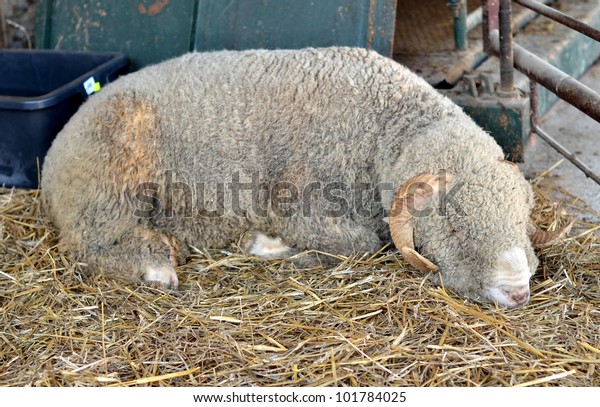Mutton Stock Photo (Edit Now) 101784025