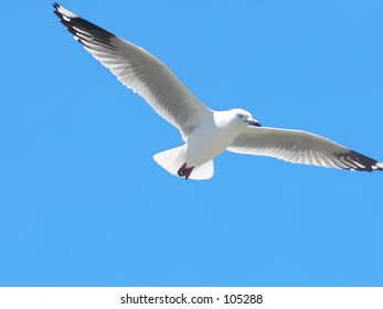 Mutton Bird Stock Photo 105288 | Shutterstock