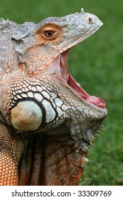 Lizards-mouth Images, Stock Photos & Vectors | Shutterstock