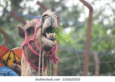 768 Camel snout Images, Stock Photos & Vectors | Shutterstock