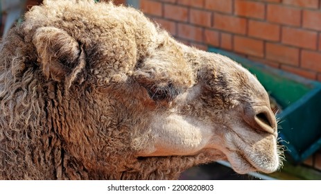 1,110 Camel profile face Images, Stock Photos & Vectors | Shutterstock