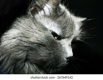 Muzzle Gray Cat Stock Photo (Edit Now) 267649142