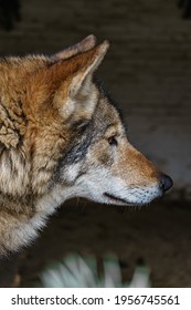 Muzzle Gray Wolf Close Stock Photo 1956745561 | Shutterstock