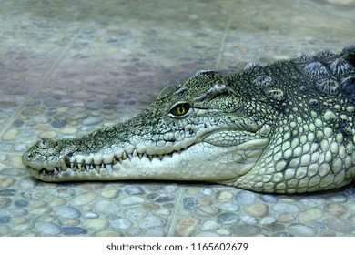 Muzzle Lying Crocodile On Side Stock Photo 1165602679 | Shutterstock