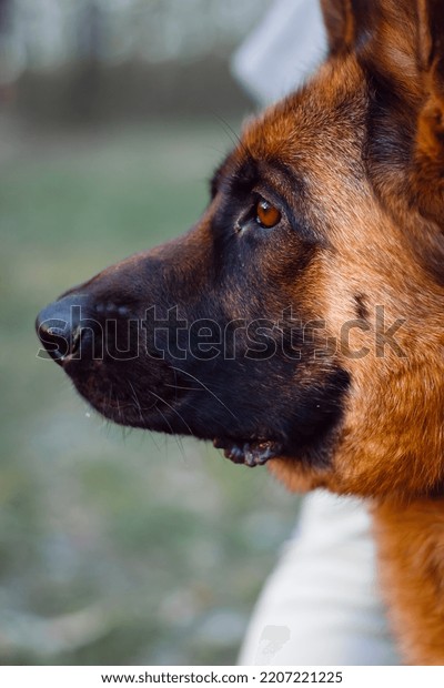 Muzzle Profile German Shepherd Stock Photo 2207221225 | Shutterstock