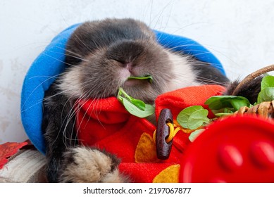 Muzzle Small Rabbit Eats Green Trau Stock Photo 2197067877 | Shutterstock