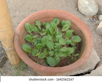 Pechay Images, Stock Photos & Vectors | Shutterstock