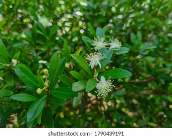 Myrtle Aromatic Shrub Persistent Leaf 5 Stock Photo 1790439191 ...