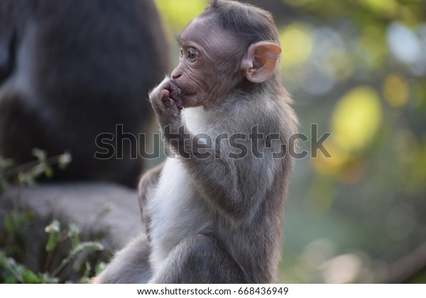 12 Nail Biting Monkey Images, Stock Photos & Vectors | Shutterstock