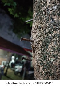 322 Embedded into a tree trunk Images, Stock Photos & Vectors ...