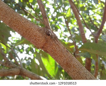 63 Nance Tree Images, Stock Photos & Vectors | Shutterstock