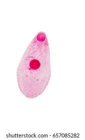 Nanophyetus Sp Under Microscope View Education Stock Photo 657085282 ...