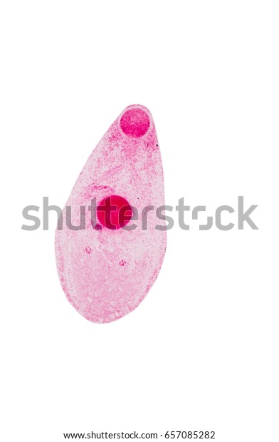 Nanophyetus Sp Under Microscope View Education Stock Photo 657085282 ...