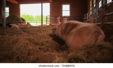 927 Napping Pigs Images, Stock Photos & Vectors | Shutterstock