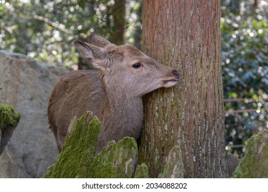 1,497 Deer scratching Images, Stock Photos & Vectors | Shutterstock